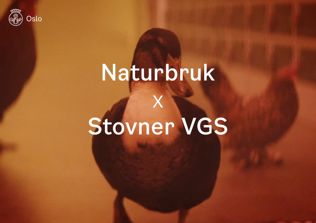 Stovner videregående skole